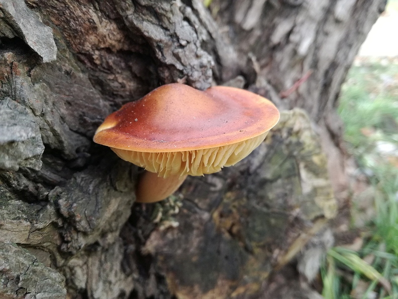 IMG 20181202 133046 | Galeria zdjęć nagrzyby.pl